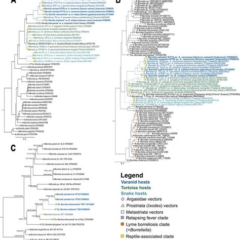 Maximum Likelihood Phylogenies Of Reptile Associated Rep Borrelia Download Scientific Diagram