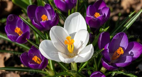 Flowers Background Flowers Wallpaper A White Crocus Flower Blooms