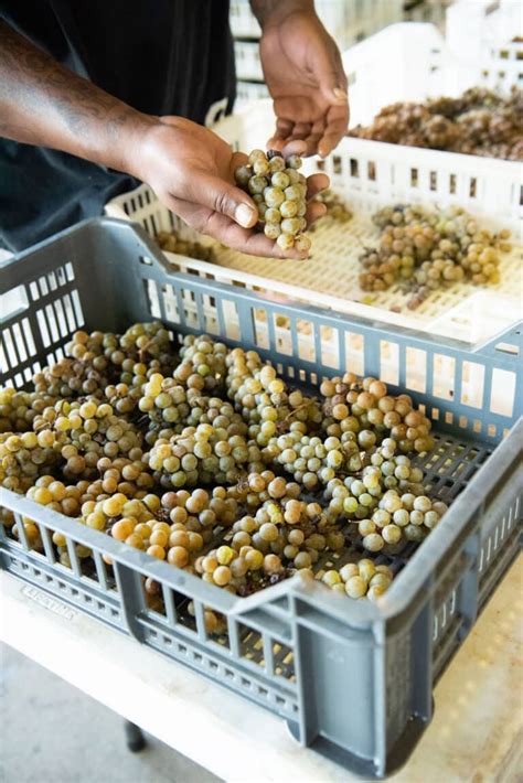 How Passito Wine Is Made Wine And Country Life