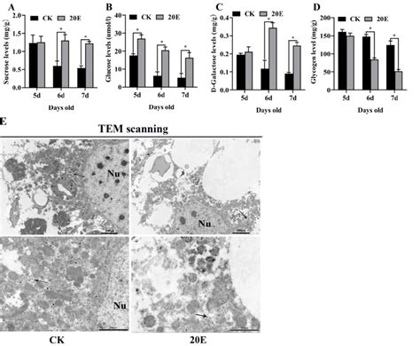 20e Increased Hemolymph Glucose Sucrose And D Galactose Levels During