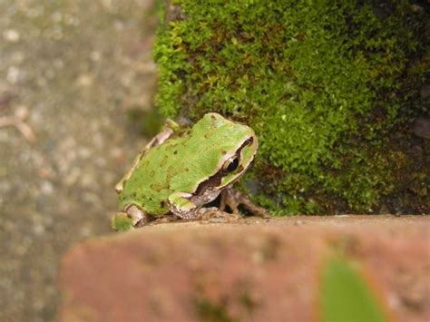 ニホンアマガエル 学名Dryophytes japonica野生生物共有図鑑