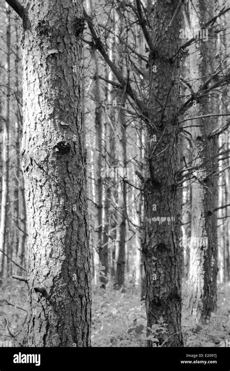 Different Tree Trunk Stock Photos Different Tree Trunk Stock Images Alamy