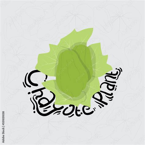 Green Chayote Plant Vector Illustration With Hand Drawn Text Design For