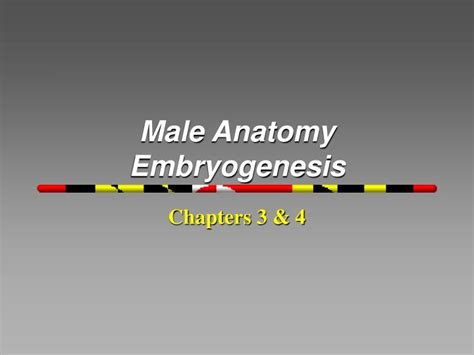 Ppt Male Anatomy Embryogenesis Powerpoint Presentation Free Download