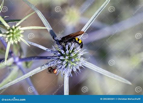 Wasp Of The Species Scolia Hirta Stock Image Image Of Environment