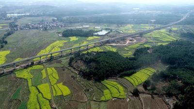 江西峡江油菜花开乡村美 人民图片网