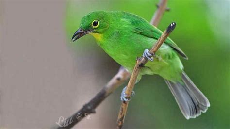 √ Download Suara Cucak Ijo Ngerol Panjang Mp3 Untuk Masteran