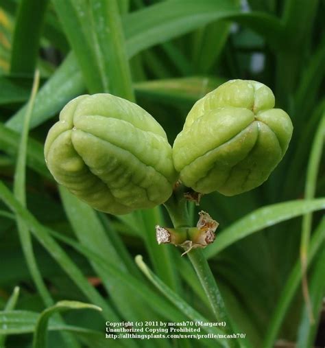 Photo Of The Seed Pods Or Heads Of Daylily Hemerocallis Happy Returns