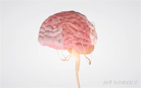 科普脊髓空洞症是怎么发生的有哪些危害 知乎