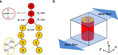 Schematic View Of The Computational Model A Coarse Grained Lipid