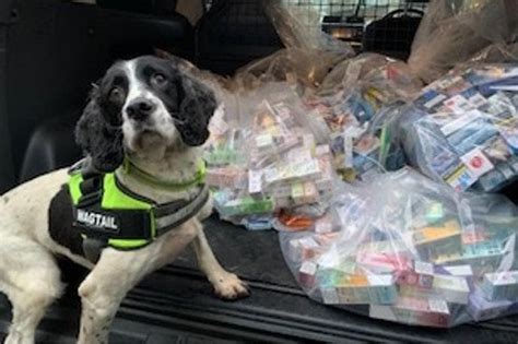 Sniffer Dog Finds Hidden Stash Of Illegal Cigarettes Vapes And Tobacco