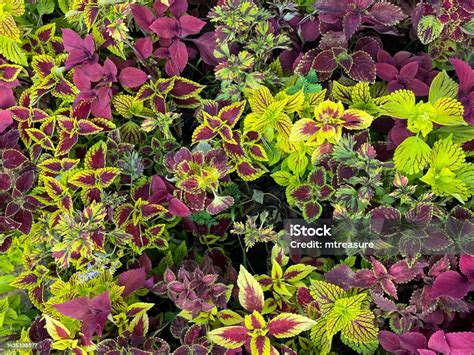 Coleus 싹과 식물 보육원 센터의 화분에서 자라는 빨간색과 녹색 잎의 전체 프레임 이미지 높은 전망 0명에 대한 스톡 사진