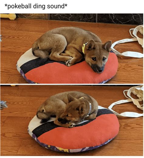 Three Years Ago Today I Caught An Odd Eevee Rshiba