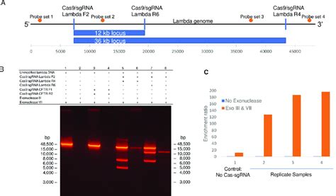 Cas9sgrnas Protect Lambda Dna From Exonuclease Digestion A Diagram