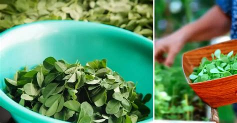 The Miraculous Benefits Of Moringa Impressive Health Benefits And Uses