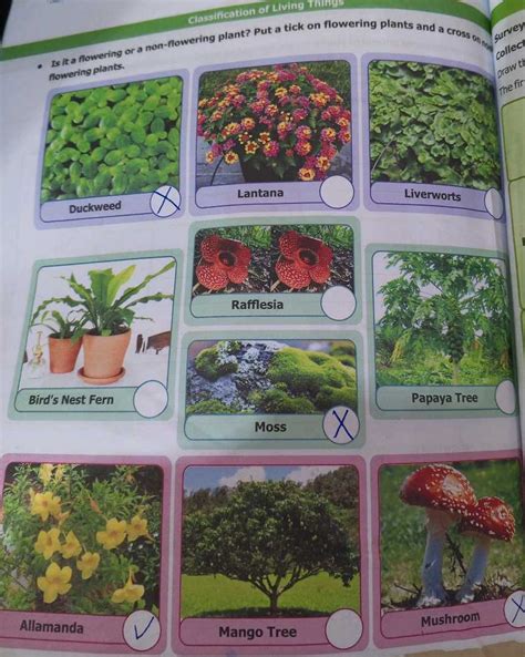 Classification Of Living Things Is It A StudyX