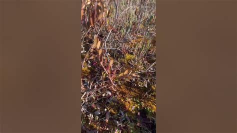 Собираем клюкву на болоте Youtube