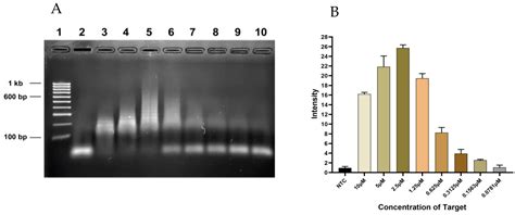 Application Of Hybridization Chain Reactioncrispr Cas12a For The Detection Of Sars Cov 2 Infection