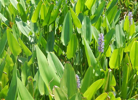 Emergent Plants Fish On Aquatic Plants