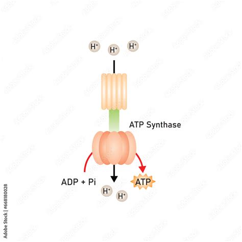 ATP Synthase Mechanism Of Function Scientific Design Vector Illustration Stock Vector Adobe