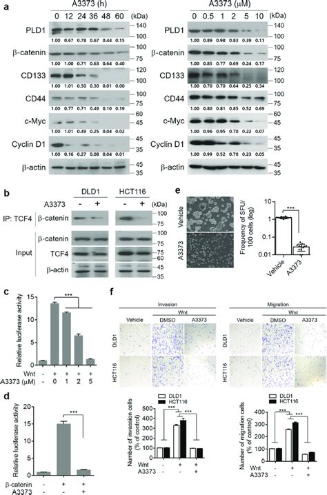 Pld1 Inhibition Reduces Wntβ Catenin Signaling And Suppresses