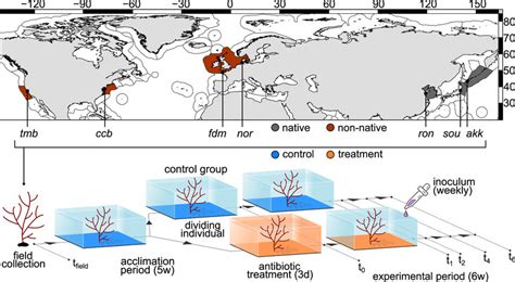 Schematic Overview Of The Sampling Design And Experimental Process Download Scientific Diagram