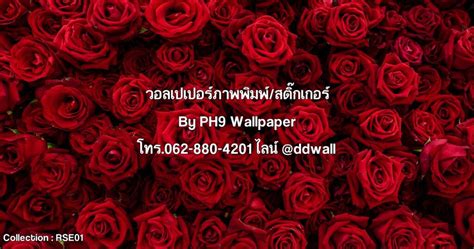 สร้างบรรยากาศโรแมนติกในบ้านกับผนังวิวดอกกุหลาบสวยๆ