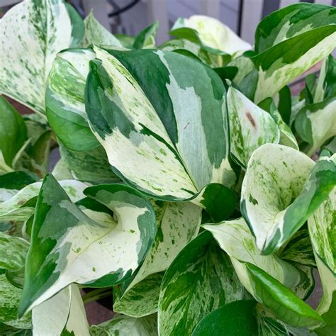 Variegated Pothos Plants Everything You Need To Know The Healthy