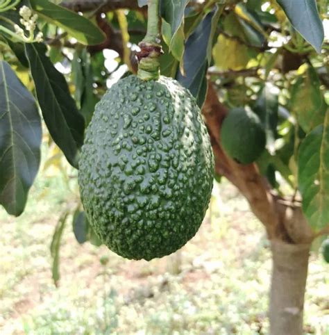 Hass Avocado Grow Guide Tropical Tree Guide