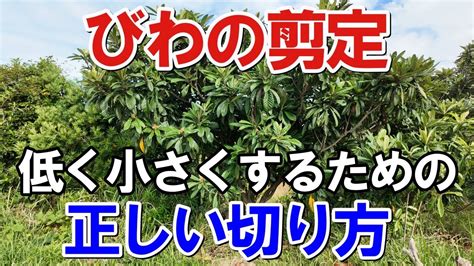 びわ 剪定 低く高く伸びたビワを低くする剪定方法と枯れない切り方 YouTube