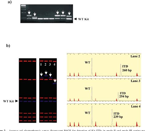 Figure 2 From Detection Of C Kit Mutations In Canine Mast Cell Tumors