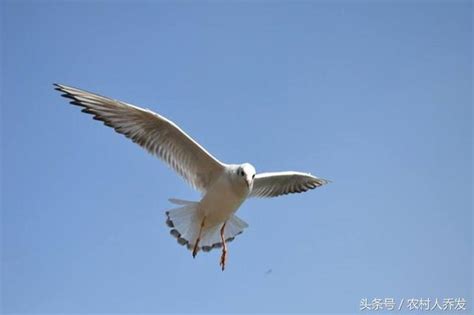 當紅嘴鷗到來之時我在這裡等你四季如春的春城 昆明海埂公園 每日頭條