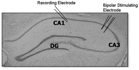 Growth Hormone Modulates Hippocampal Excitatory Synaptic Transmission