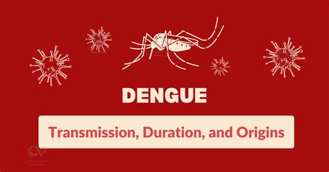 Unraveling Dengue Transmission Duration And Origins Curevigor