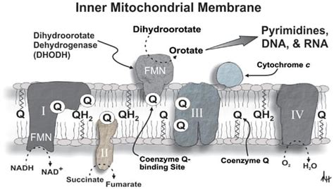 Custom Mempro™ Fmn Linked Oxidoreductases Creative Biostructure