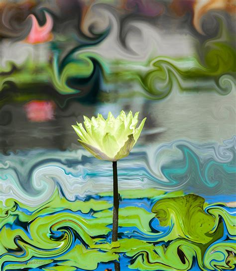 Water Lily Dreams