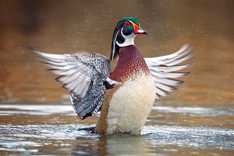 A Good Day For Ducks Beautiful Results Of Conservation