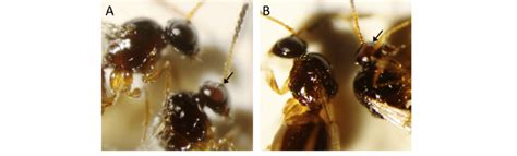 Examples Of Red Eye Color Phenotype Of L Boulardi Adults Obtained In