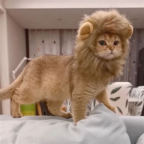 Being A Lion Kitty Meme Cat