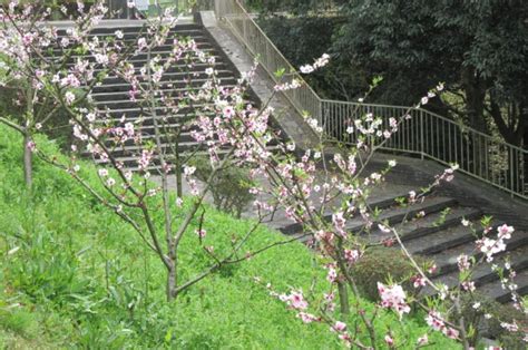 花畑園芸公園 オフィシャルサイト福岡市南区 アーモンドの花