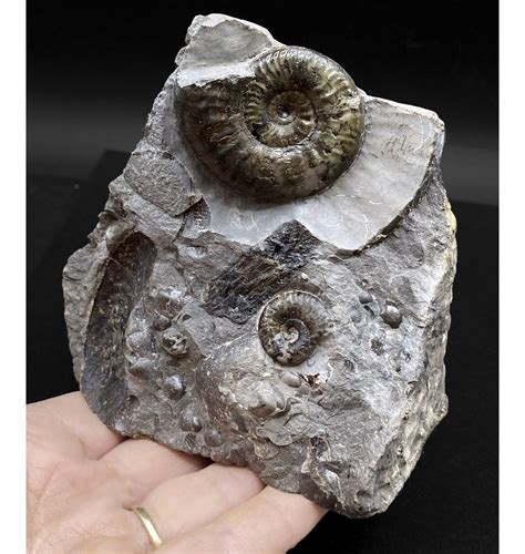 Fossils For Sale Fossils Rare British Lower Jurassic Upper