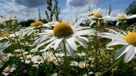 カモミール（カミツレ）の花言葉（誕生花や英語も） E恋愛名言集