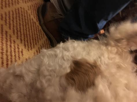 Why Is My Dogs Hair Falling Out In Patches