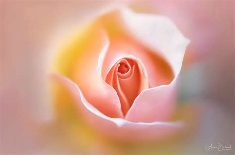 ANNE BELMONT PHOTOGRAPHY All Photographs