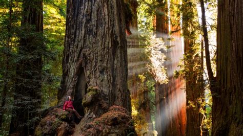 Everything To Know About Redwood National And State Parks