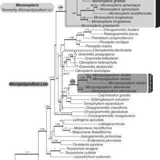 Concatenated Phylogram Obtained With The Bayesian Inference And Strict