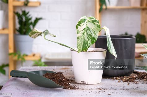 새로운 더 큰 화분에 뿌리의 덩어리와 함께 집 식물 몬스테라 알바 Variegatny를 다시 분갈이 화분에 심은 식물 돌보기 흙