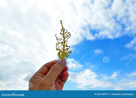 A Hole In A Leaf Caused By Insects Holding The Leaf Up To The Sky