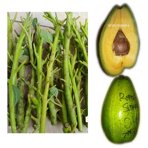 Jual 1 Entres Endtrees Pucuk Cutting Batang Segar Alpukat Roro Subaka Dijamin