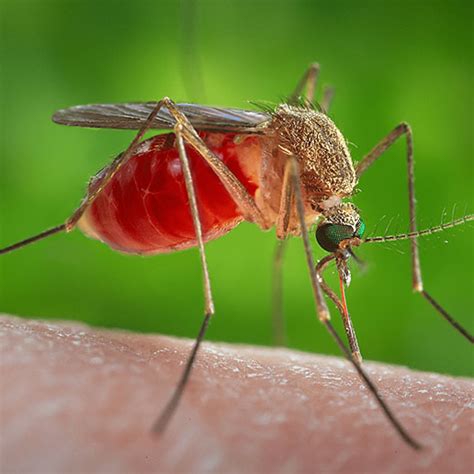 انواع بیماری لیشمانیا و عوامل ایجاد کننده آنها دنیای حیوانات